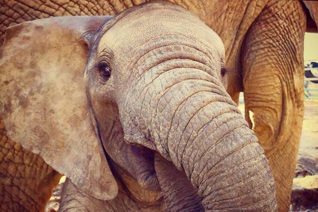 Elephant Calf Adoption Pack: The Aspinall Foundation - Wowcher