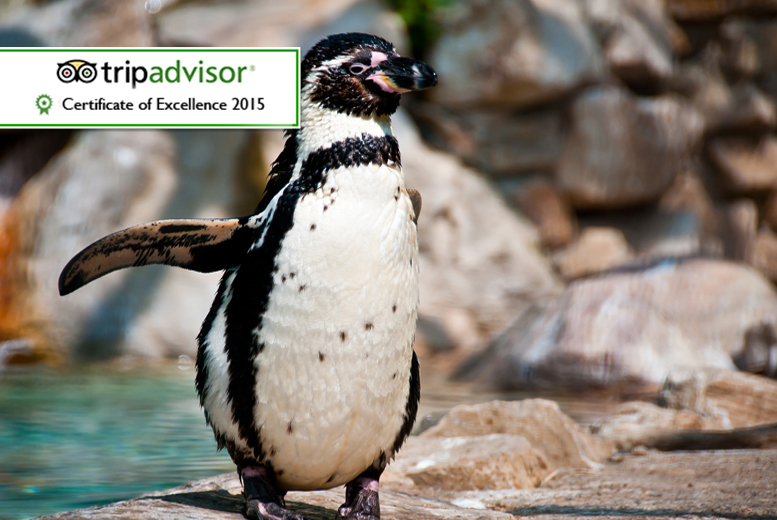 Â£89 For A One-hour ‘meet The Penguins’ Experience For Two People ...