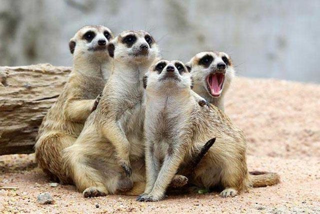 'Meet the Meerkats' Experience