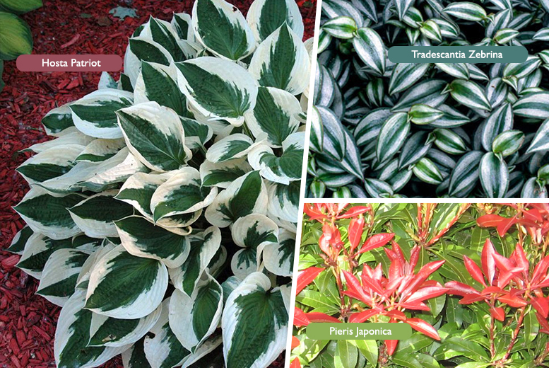 Â£14.99 (from Bristol Tropical Centre) For A Triple Pack Of Hardy ...