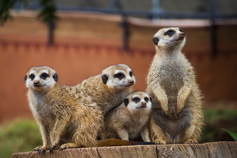 Â£39 Instead Of Â£99 For A 1-hour Meerkat Experience For 2 With Willâ s ...